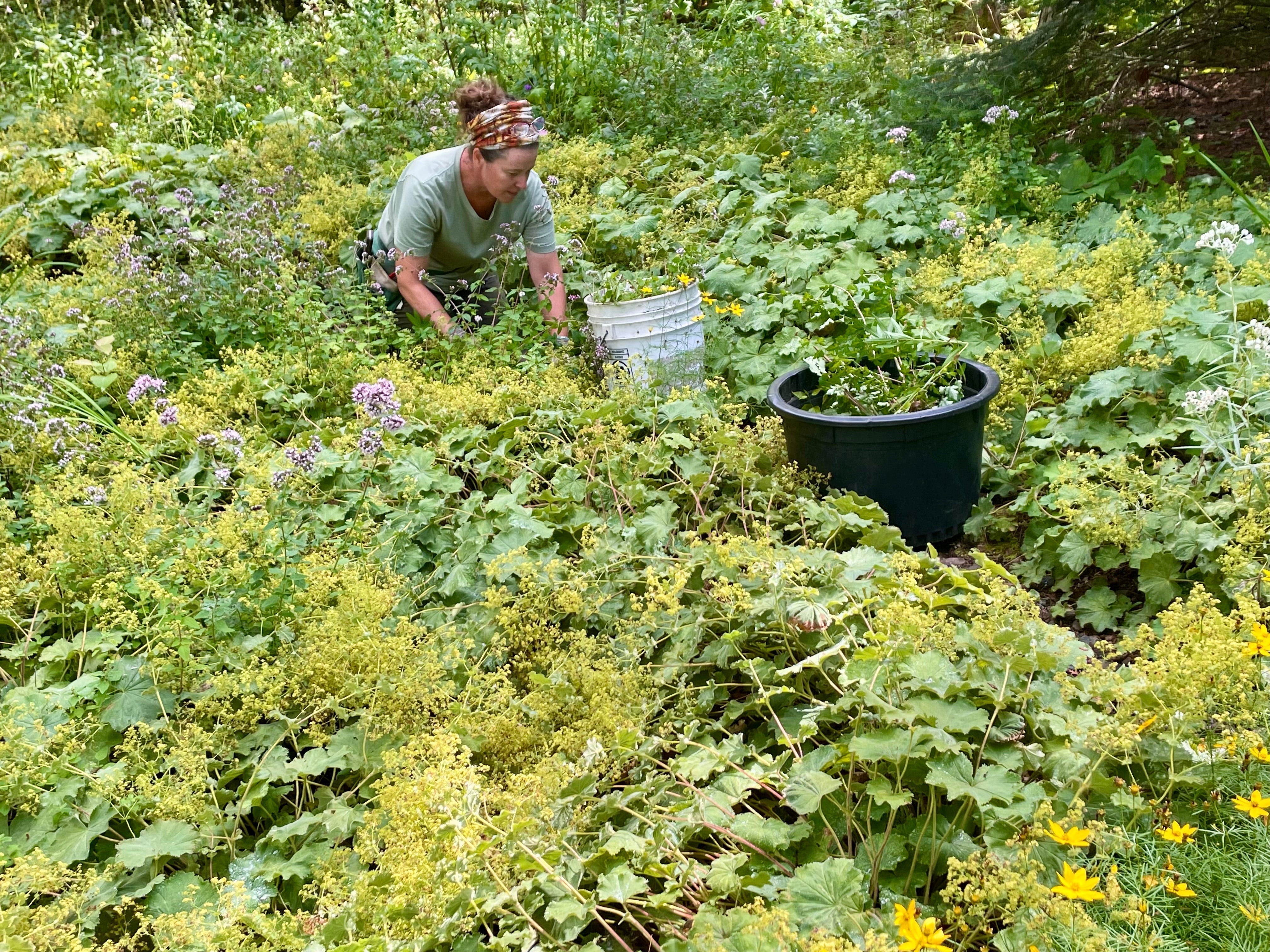 The Stampede of August – Taproot Landscaping